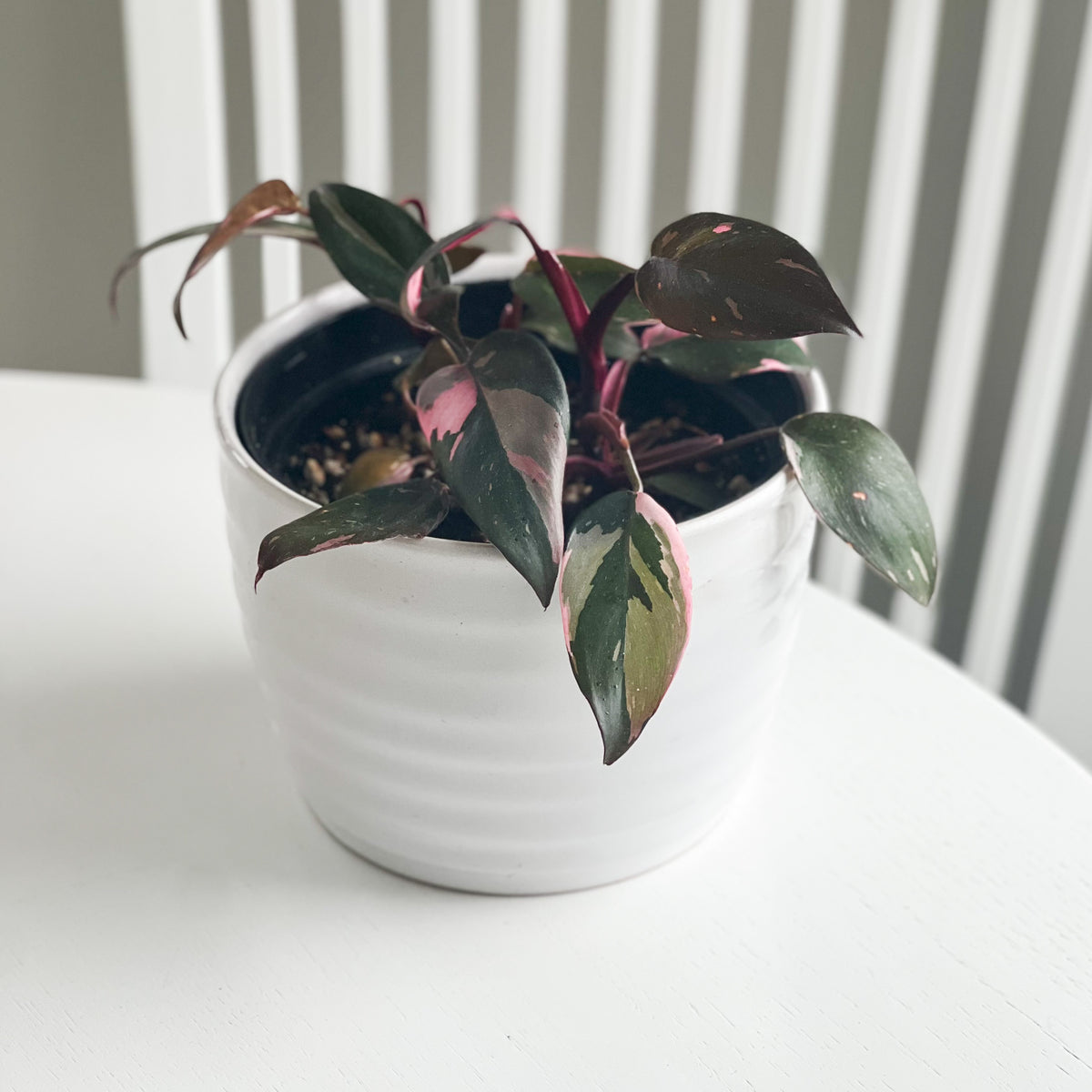 Philodendron Pink Princess – Nicole Lapierre